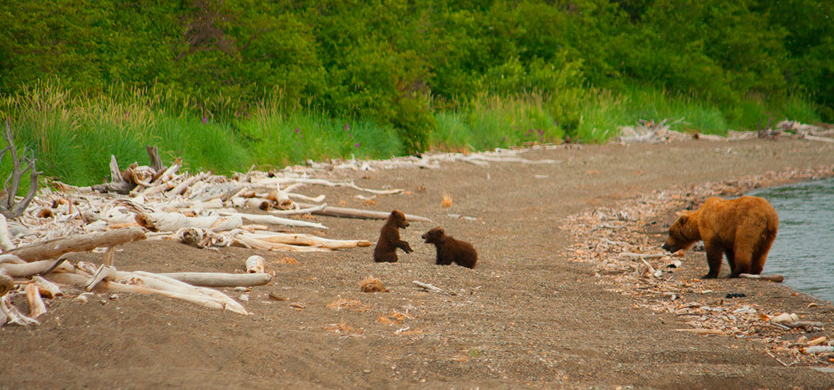 Bear Watching in the Wilderness: What You Need to Know – Black Bear River