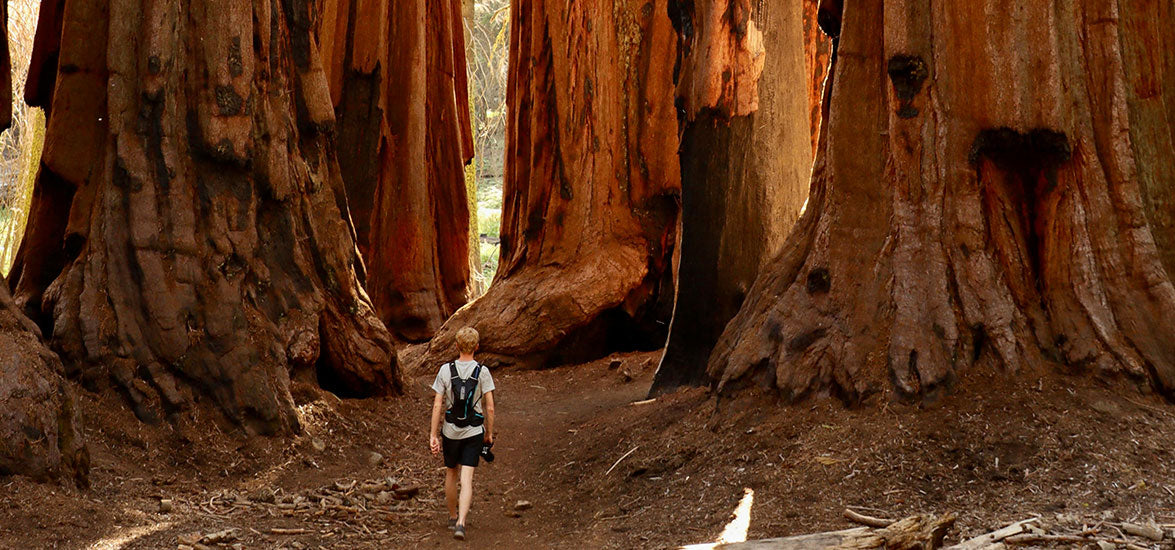 Exploring National Parks: Tips for a Memorable Experience – Black Bear ...